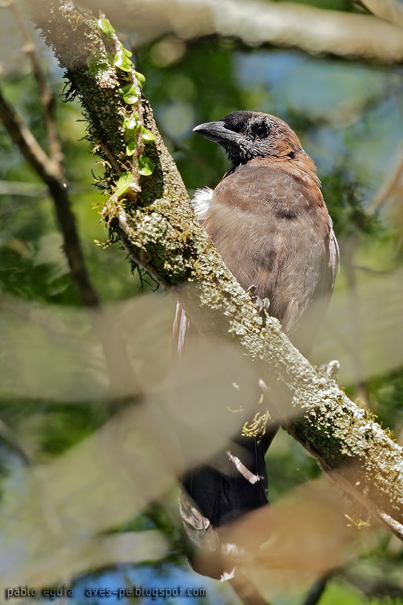 mis fotos de aves: Cyanocorax cyanomelas Urraca Morada Purplish Jay