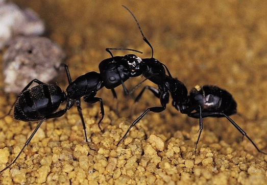 Amy Brown Science: The Amazing Ant