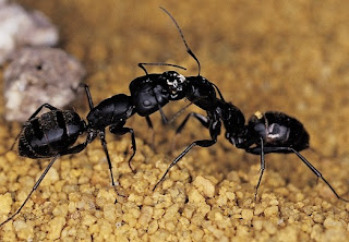 Amy Brown Science: The Amazing Ant
