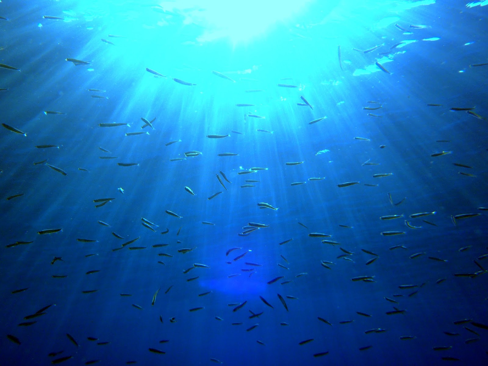 purpura: " DEEP BLUE " AZUL PROFUNDO