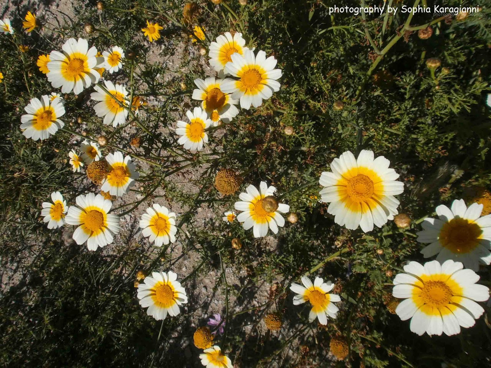 Kos and the Dodecanese through my eyes-Η Κως και τα γύρω νησιά μέσα από ...