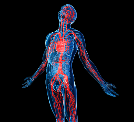Anatomía: Ciencias auxiliares de la Anatomía