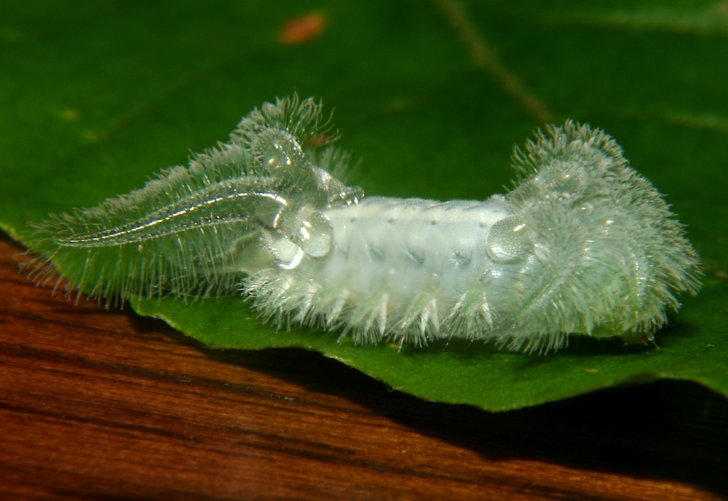 I see your Jewel Caterpillar and raise you a Spun Glass Caterpillar : r ...