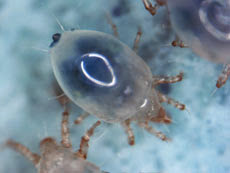 Variety of Life: Rhizoglyphinae