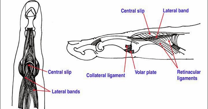 Sports Injuries: Jammed Finger