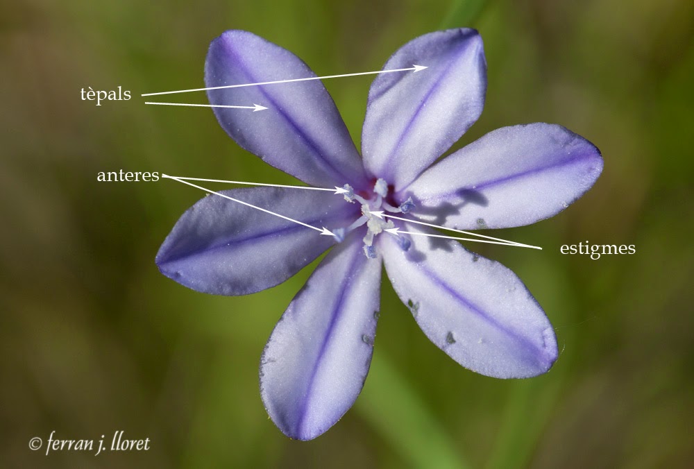 Flora de la Ribera d'Ebre: Jonça