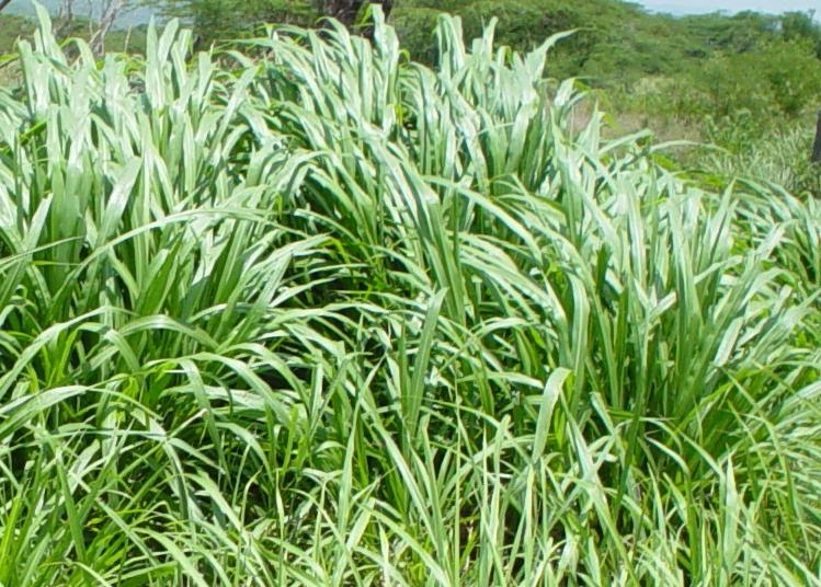 PENNISETUM PURPUREUM - JJS PAISAGISMO & AGROPECUARIA