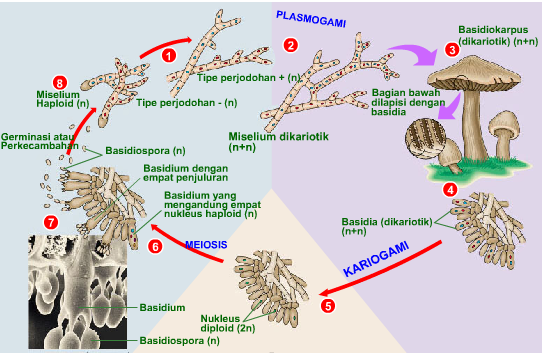 Never Stop Learning: Fungi