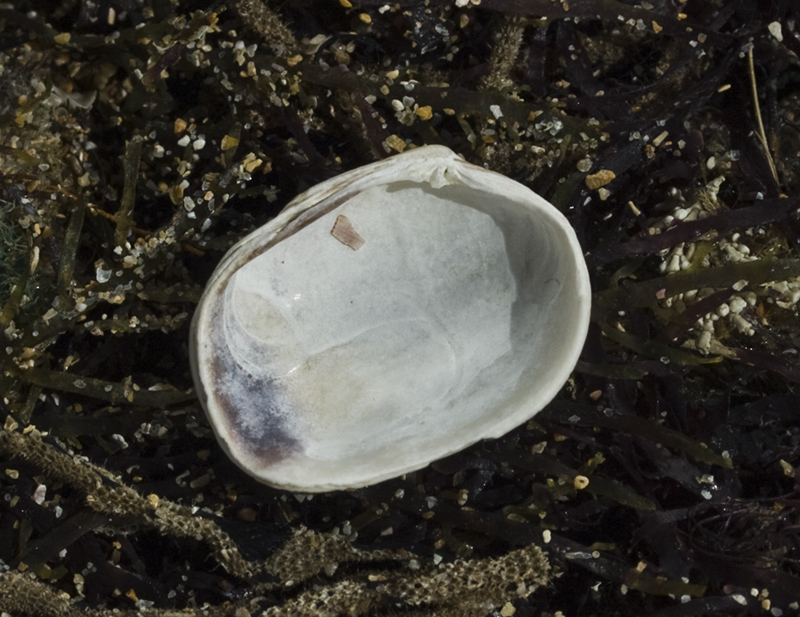 Paseos por la naturaleza: Venerupis corrugata Almeja
