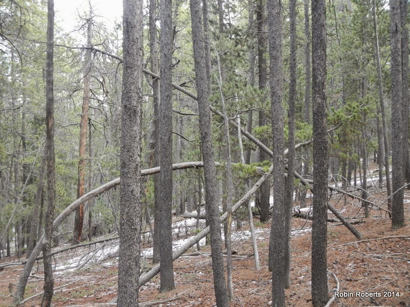 Big Foot-REALLY?: Tree structure made by Bigfoot in Colorado.