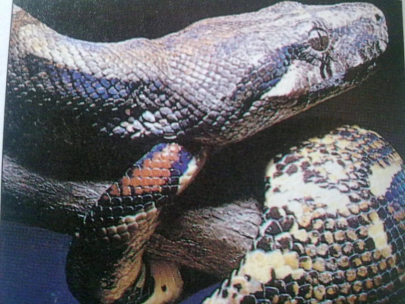 Tudo sobre Cobras: Boa