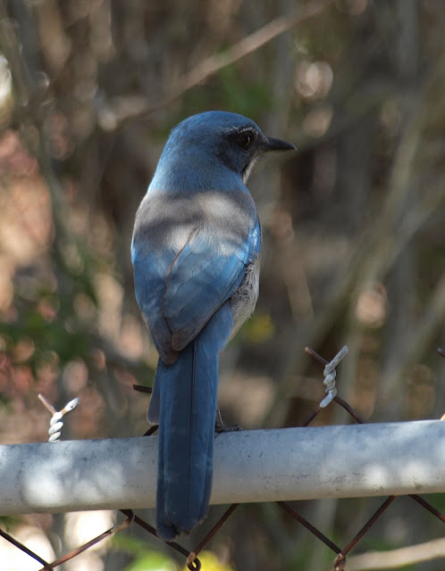 Birding Is Fun!: Backyard Scrubbies