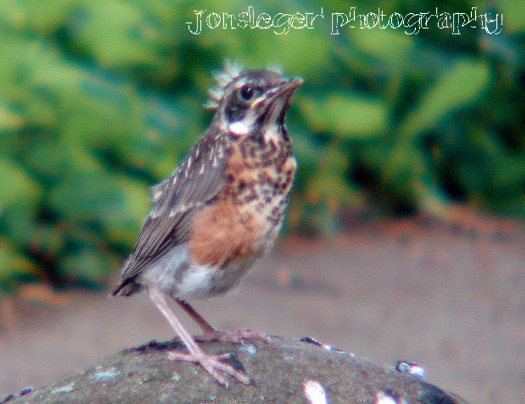 Northern Illinois Birder: June is Baby Bird Month