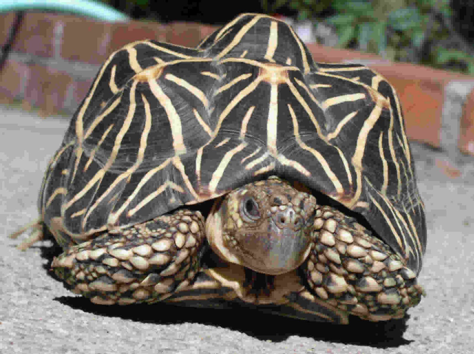 The Beauty Of Burmese Starred Tortoise Turtle