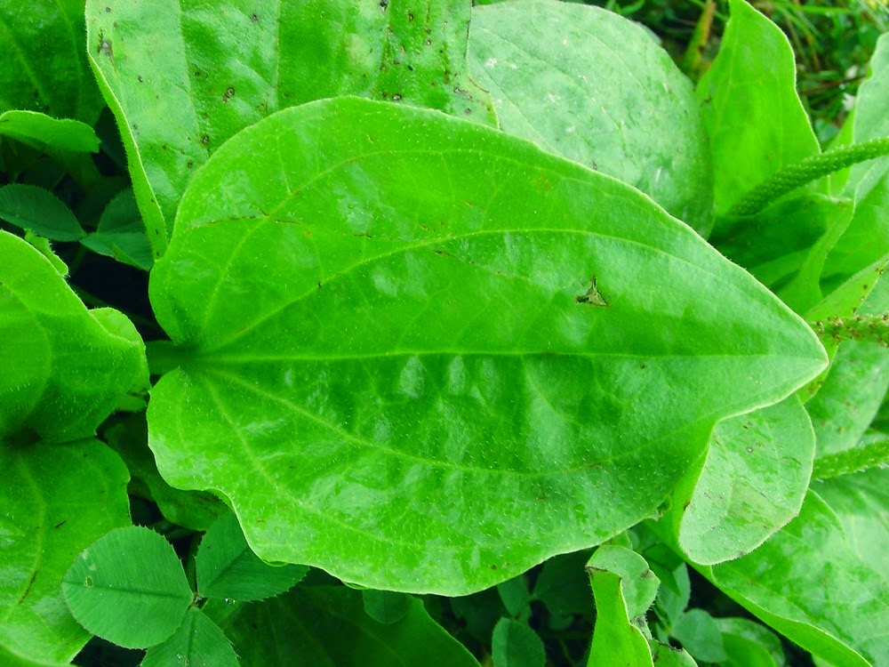 Bokvica | LEKOVI, LEKOVITO BILJE, LECENJE, SIMPTOMI