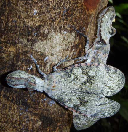 EN DONDE EL SEXO SE VUELVE OBLIGATORIO!!!: LA MACHACA