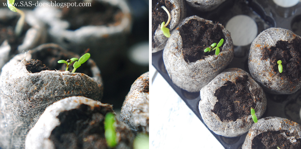GARDENING ADVENTURES {seeds or seedlings} | SAS does ...: GARDENING ...