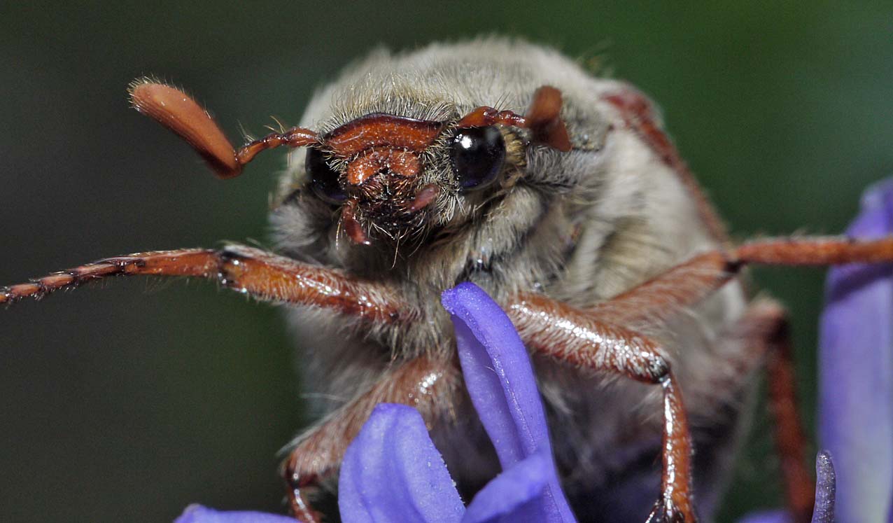 CABINET OF CURIOSITIES: May-bug (in June)