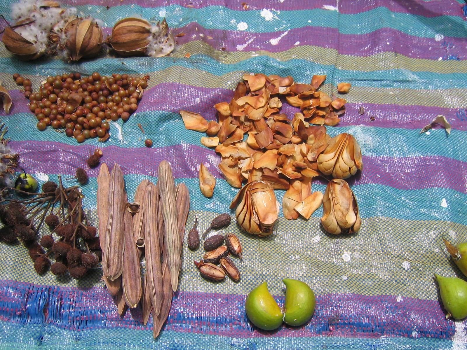 Laguna de Apoyo, Nicaragua: Saving the planet, one tree at a time ...