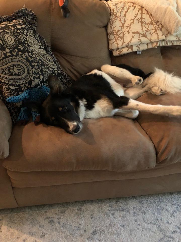 World Animal Guardians: Ready for Adoption: Tyler!