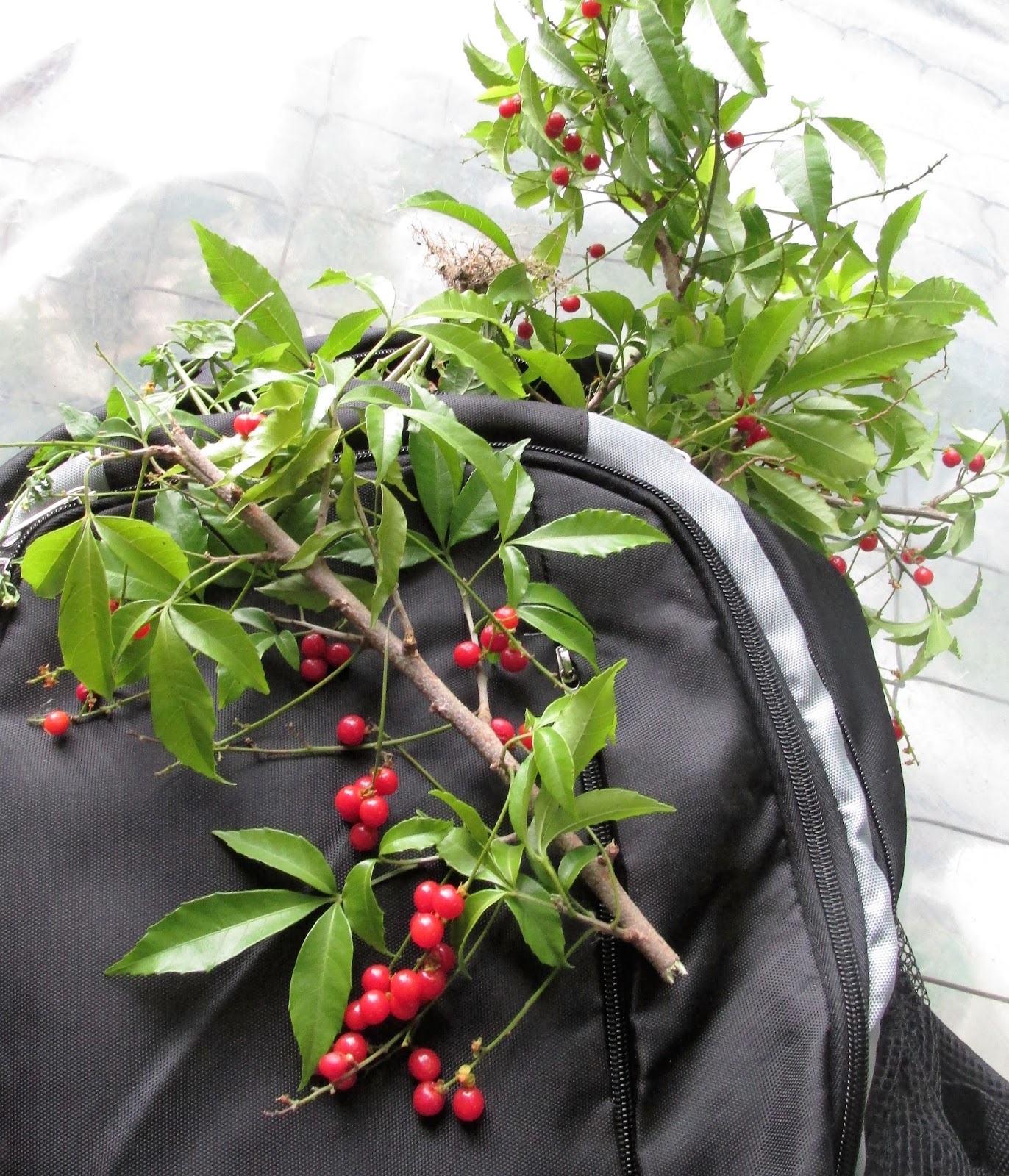 Banco de sementes trocas entre membros: Chal chal Allophylus edulis