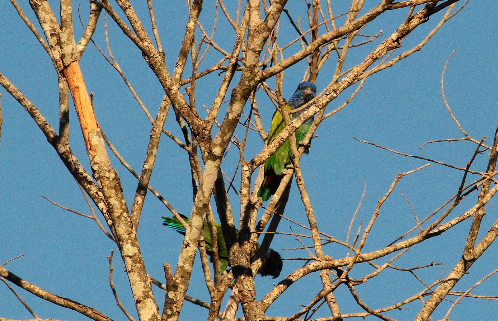 Nuestro bello mundo...: Part VIII, Birding Tour, El Brujo y el Pauji