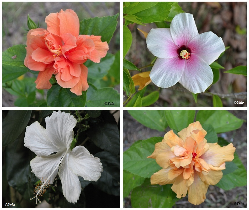 Ningún lugar está lejos... en RD: 2016