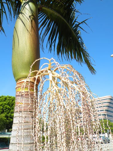 treeaware: The King Palm