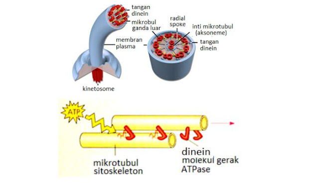 Pengertian Mikrotubula Dan Fungsinya