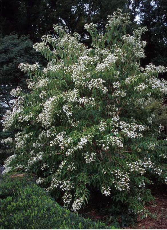 Beechwood Landscape Architecture and Construction: Seven Son Flower ...