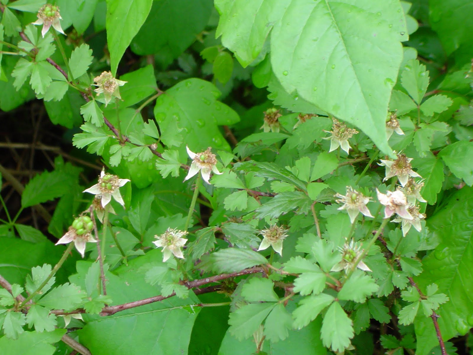 Dewberry, Rubus trivialis - Wildflower School of Botanical Medicine