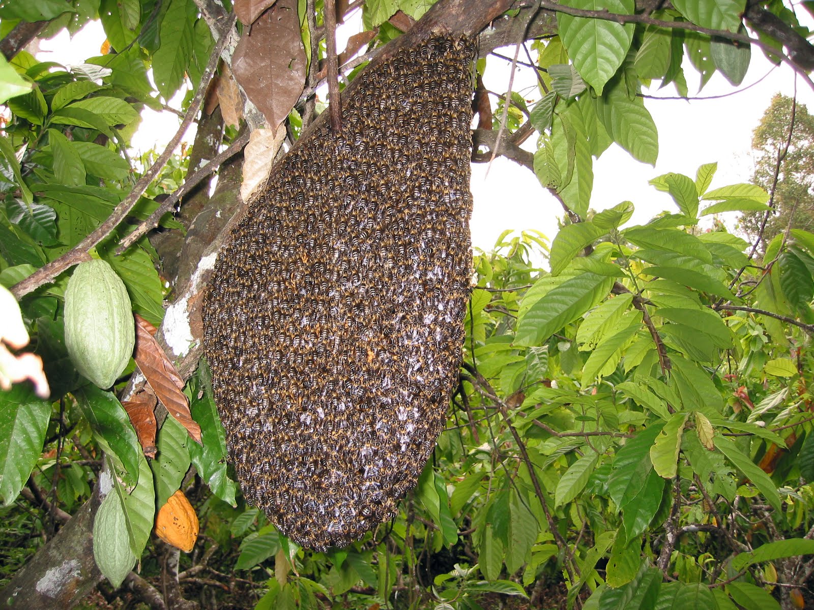 Madu Lebah Raja Segala Penawar | Informasi Rohani dan Jasmani