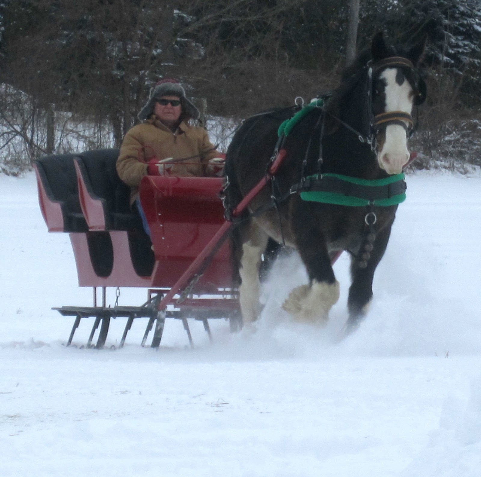 JD @ Christieview Farm: We have snow for the new sleigh.