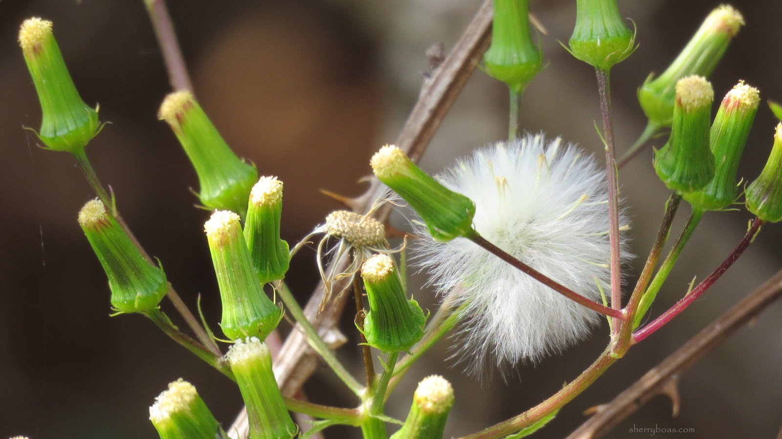 Simply Living: Why I let some weeds grow