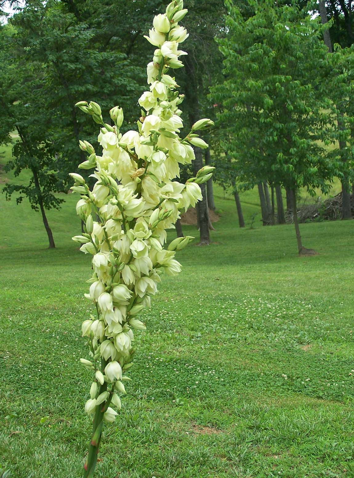 Treasures-n-Textures: Adam's Needle