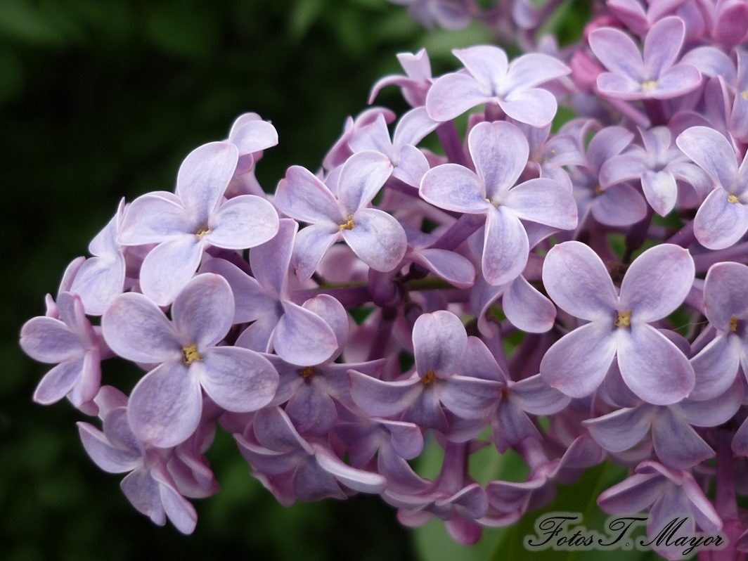 Flores y plantas silvestres: " Syringa vulgaris ". Lilo, Lila.