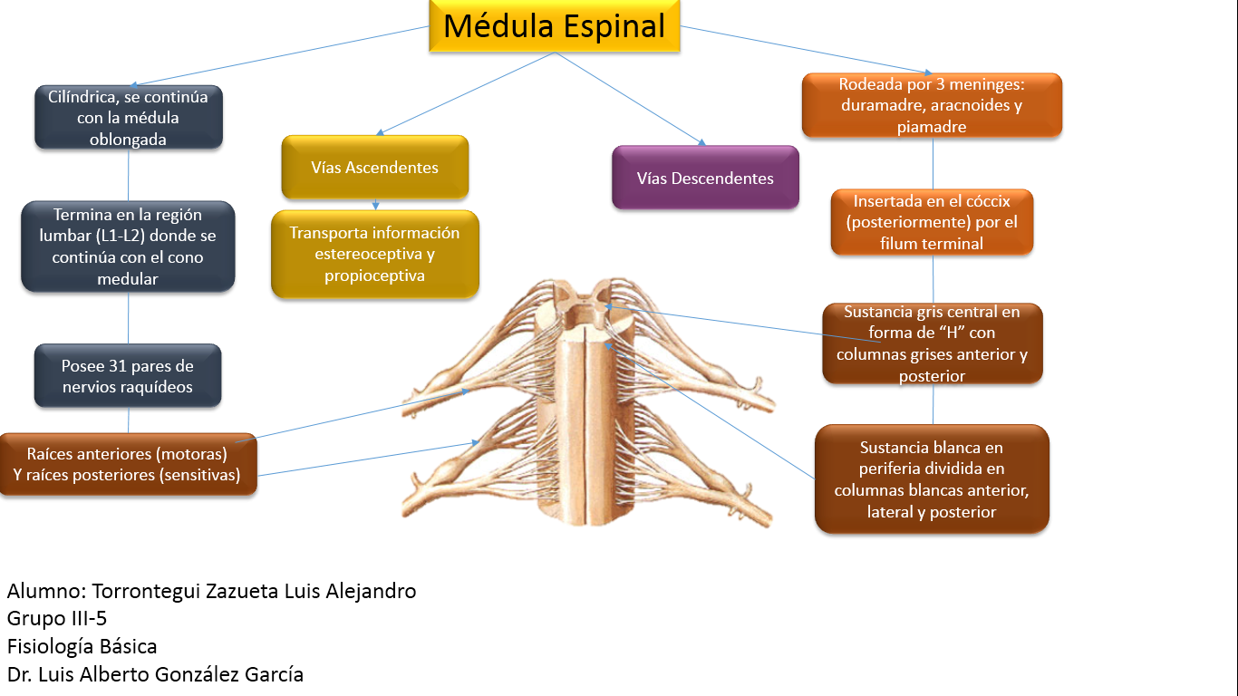 Fisiología Básica: Vías Ascendentes de la médula espinal
