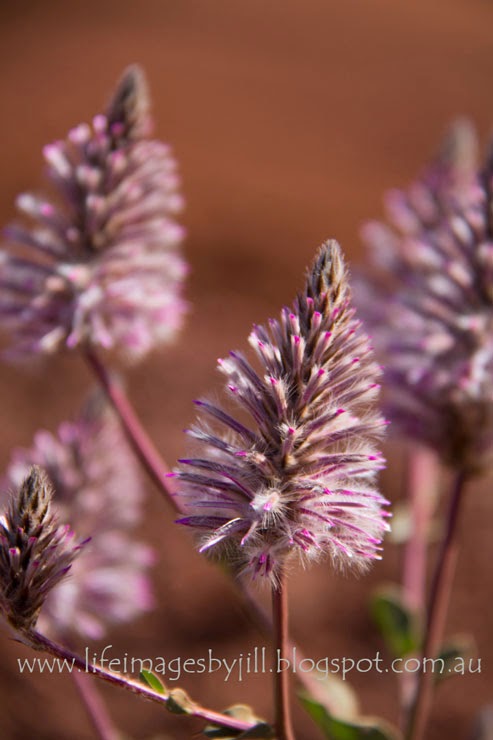 Life Images by Jill: Pilbara camping in Karijini National Park, Western ...