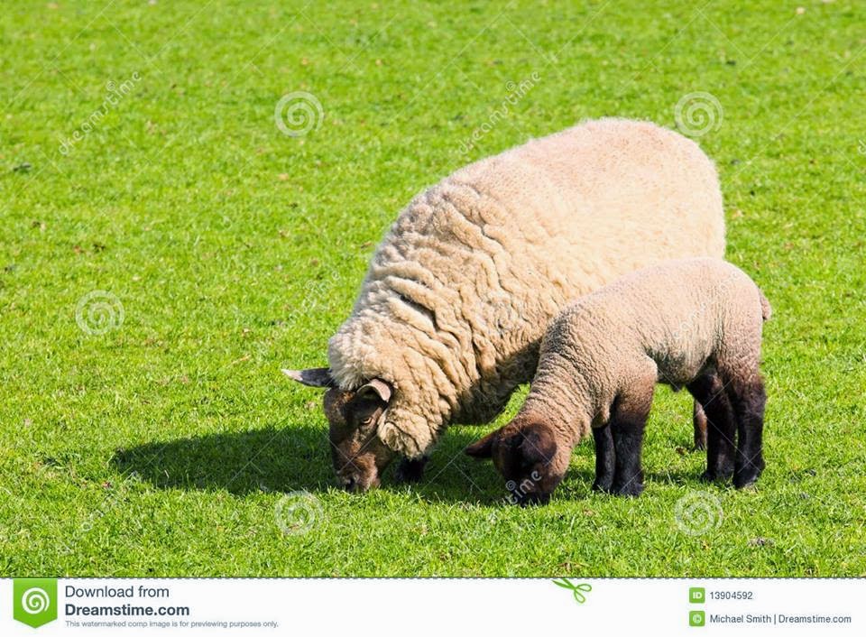 Anim. Granja SIC: Mmmmmmmeeeeeeeeeeeeeeeeeeeee ;))