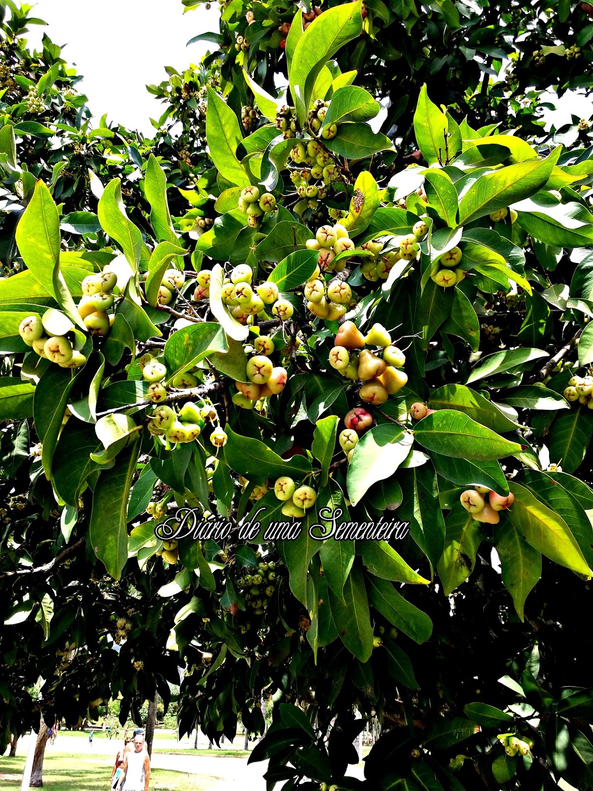 Diário de uma Sementeira: Fotos de plantas maravilhosas do Rio de Janeiro