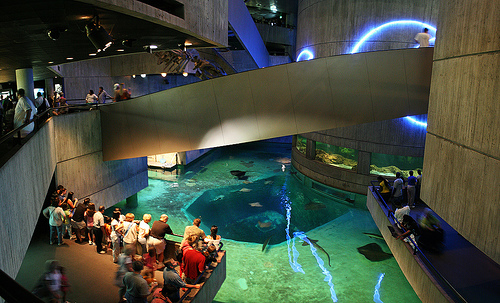 Redefining the Face Of Beauty : TOP 5 AQUARIUMS IN AMERICA!