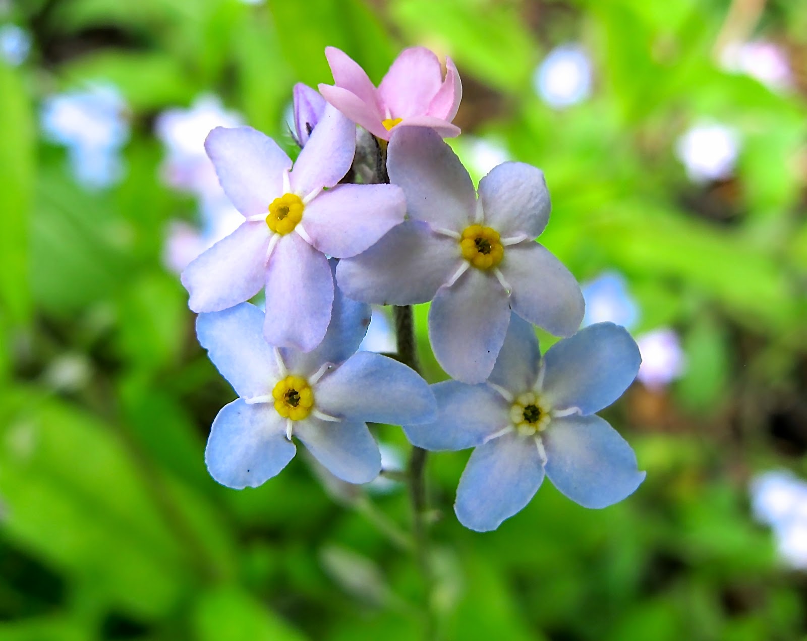 Addicted to Making: Forget-me-knots & starting again..