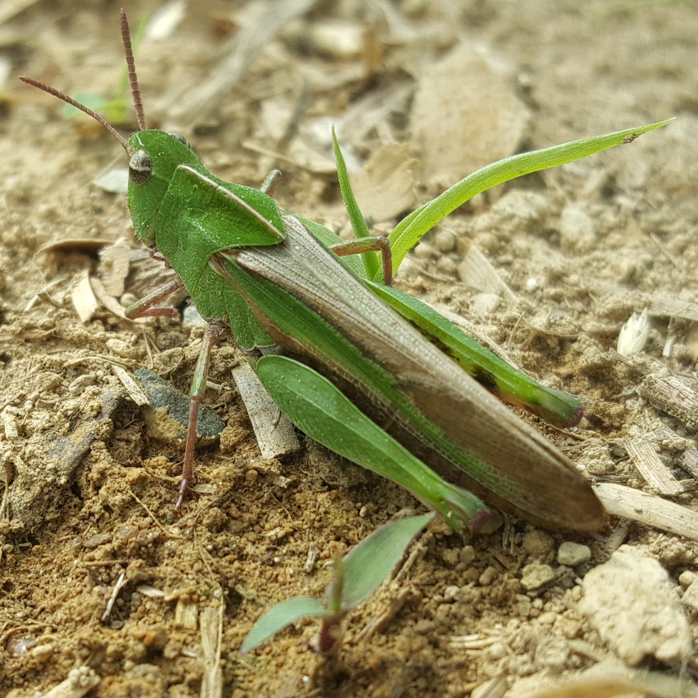 Good Bugs vs. Bad Bugs | The Struggle between Good and Evil in the ...