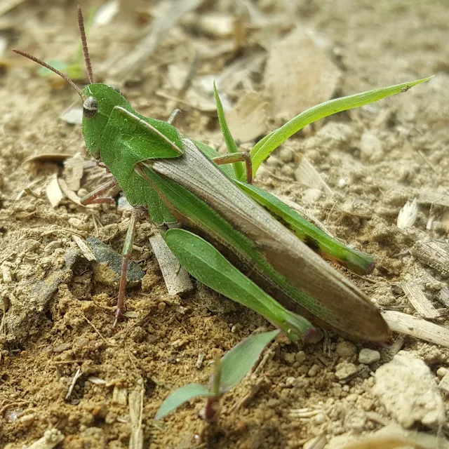 Good Bugs vs. Bad Bugs | The Struggle between Good and Evil in the ...