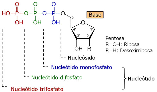 Acidos Nucleicos