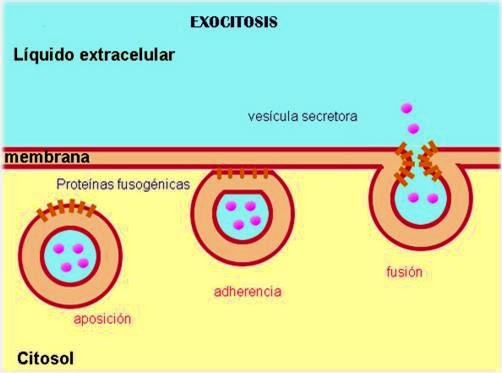 FISIOLOGÍA CELULAR: Exocitosis