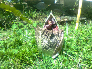 kidaran කිඩාරන්: Kidaran Mala කිඩාරන් මල