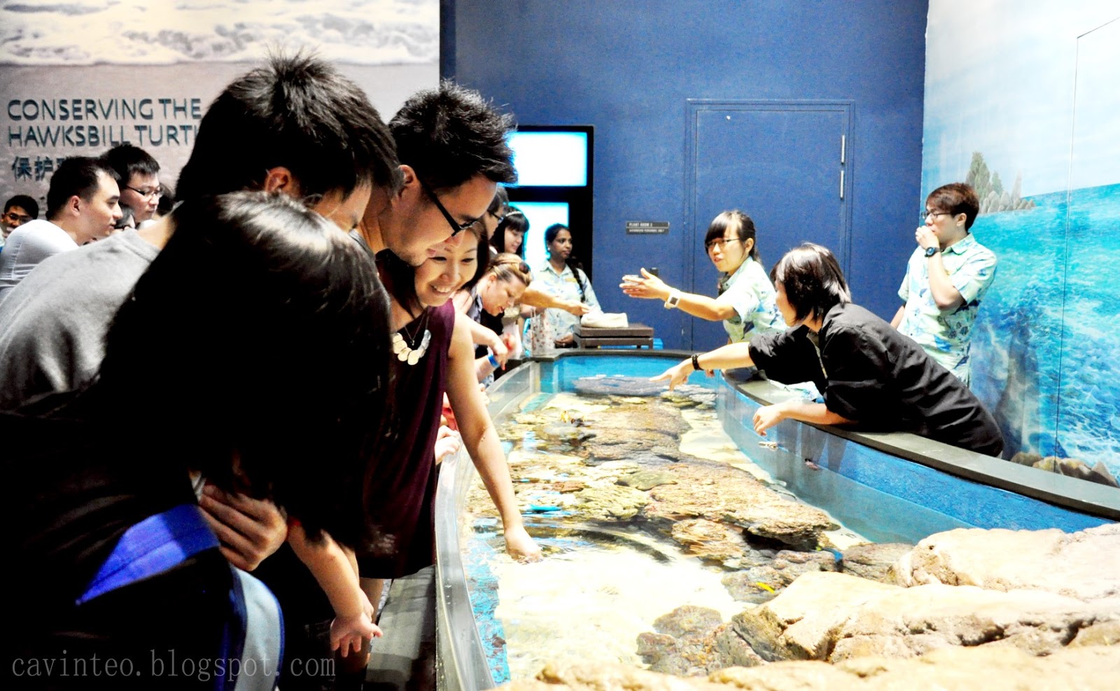 Entree Kibbles: Discovery Touch Pool @ S.E.A Aquarium [Resort World ...