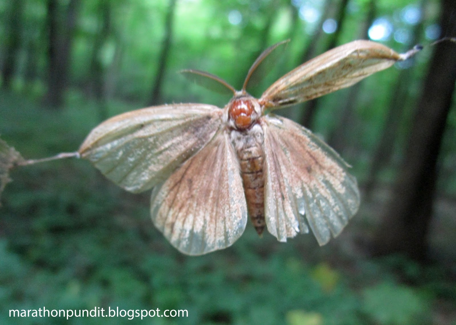 Marathon Pundit: Moth caught in a spider web