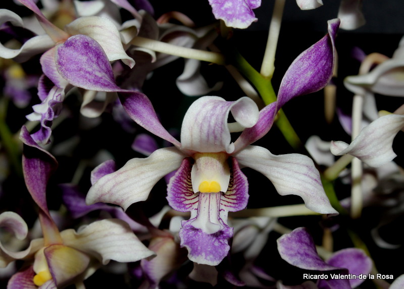 Ricardo's Blog, : Dendrobium gouldii Rchb. f. 1867, "blue", the grand ...
